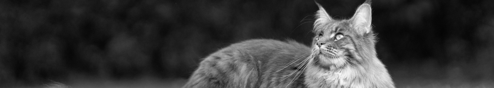 Feline chronic kidney disease